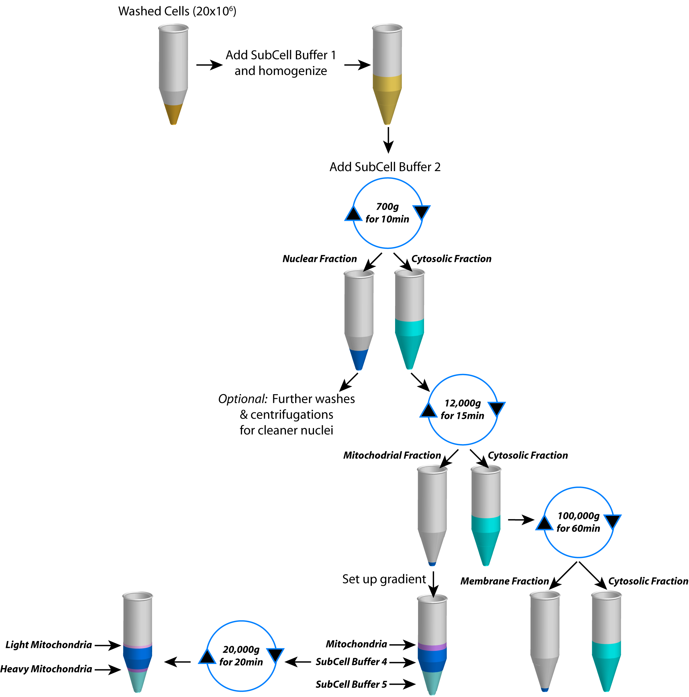 Subcellular fractionation ofmembrane, nuclear & mitochondrial proteins