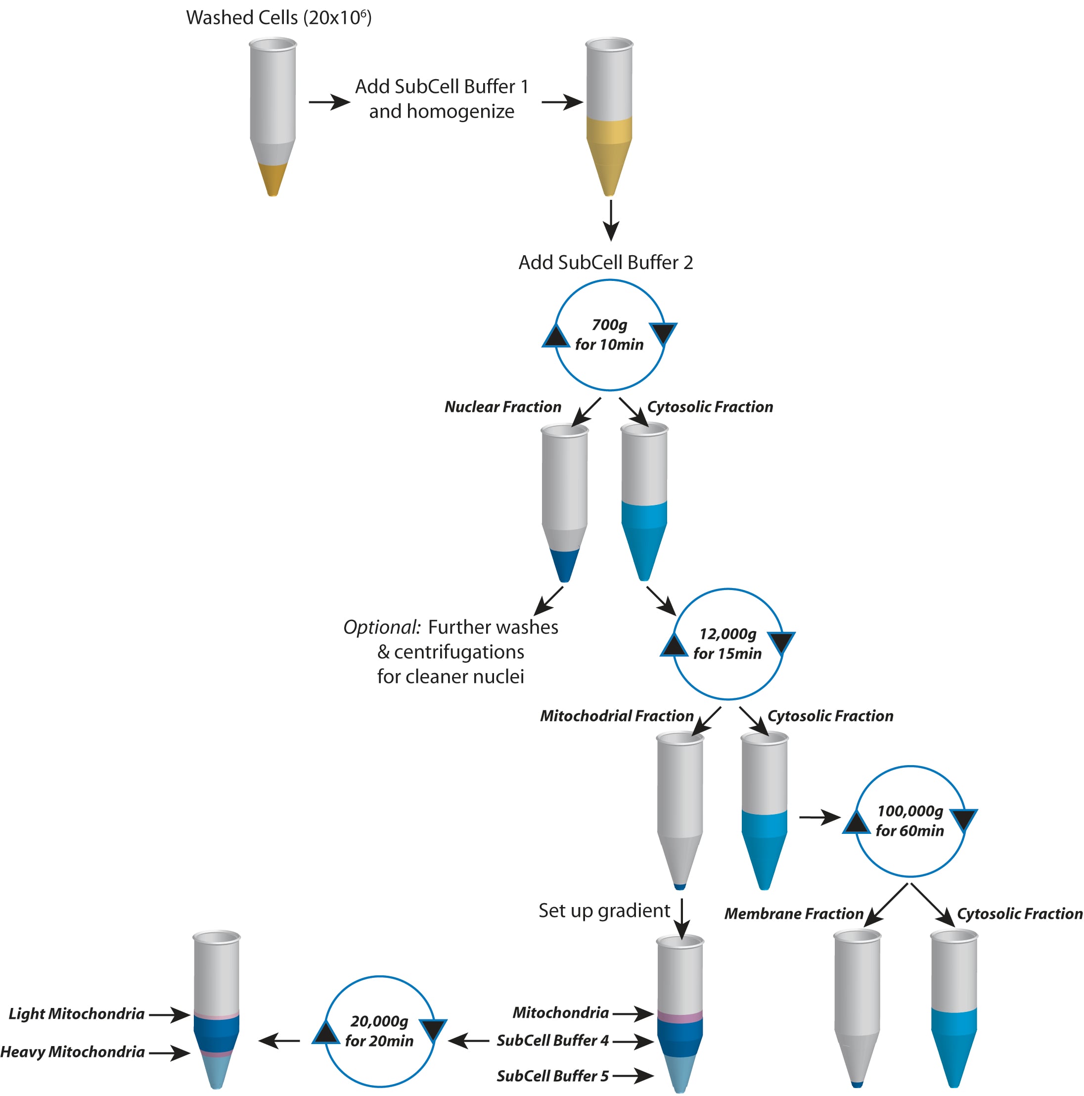 Subcellular fractionation ofmembrane, nuclear & mitochondrial proteins