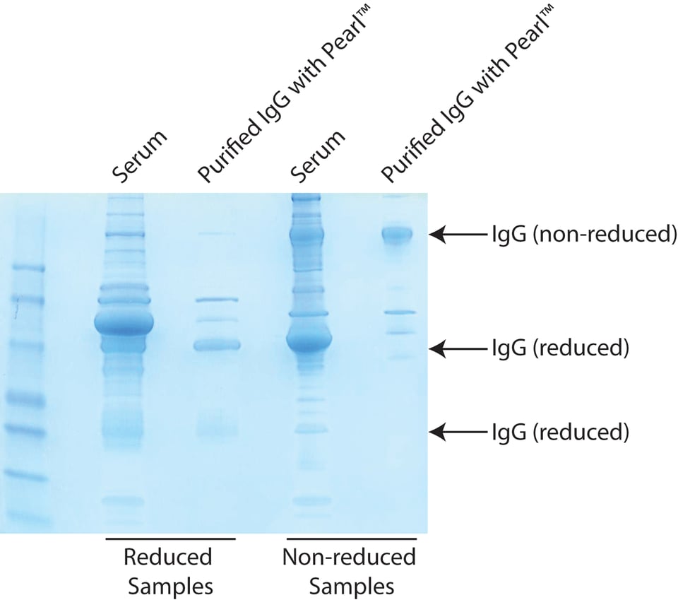 Antibody purification with a simple one step purification resin
