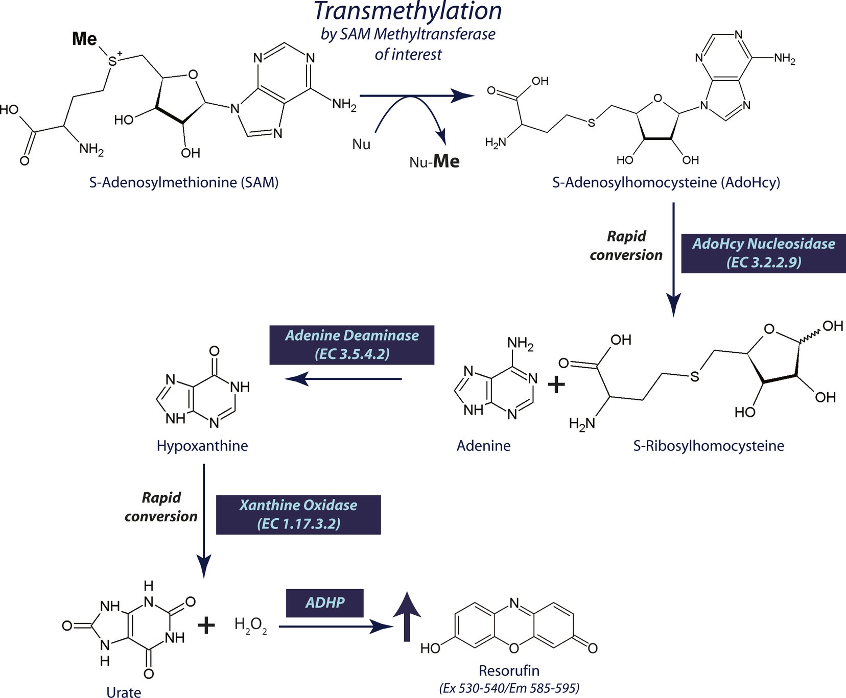 SAM Methyltransferase enzyme assay for kinetic analysis