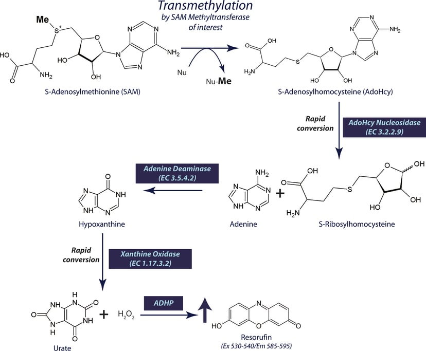 SAM Methyltransferase enzyme assay for kinetic analysis
